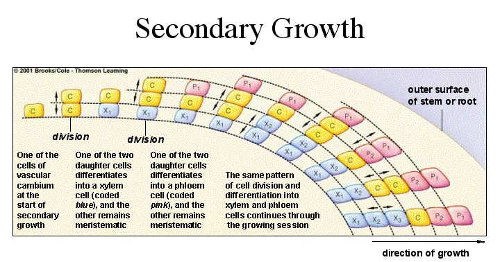 Secondary Growth, Meristematic Activities in Growth - Your Learning Point