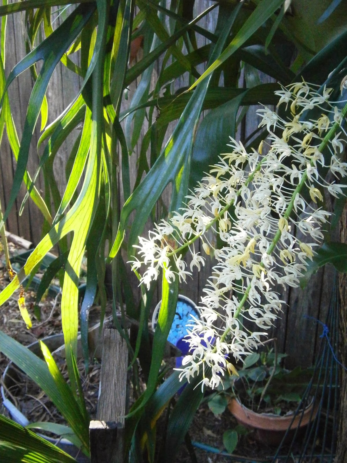 Flowers by Friends: Rock Lily by Michelle