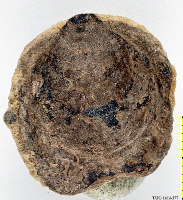 Variety of Life: Brachiopoda