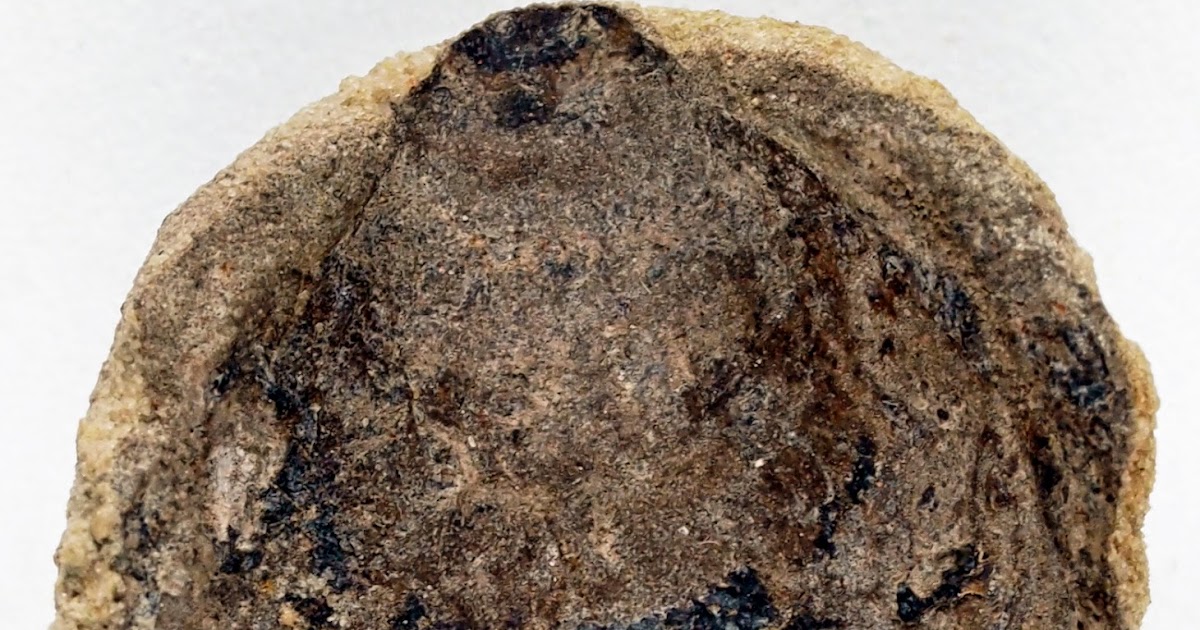 Variety of Life: Brachiopoda