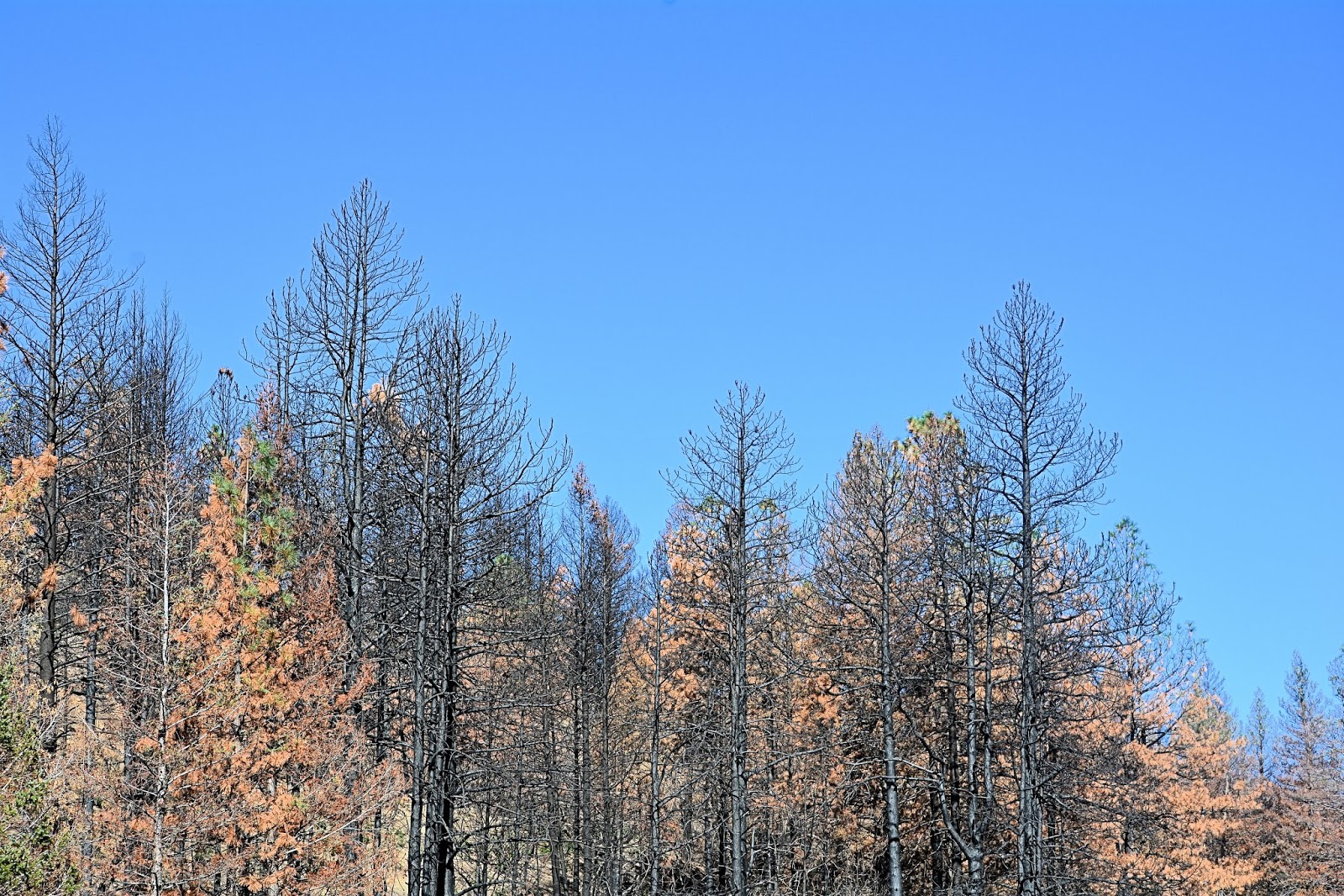 Creative Journey: Week 40 What Remains When a Forest Burns