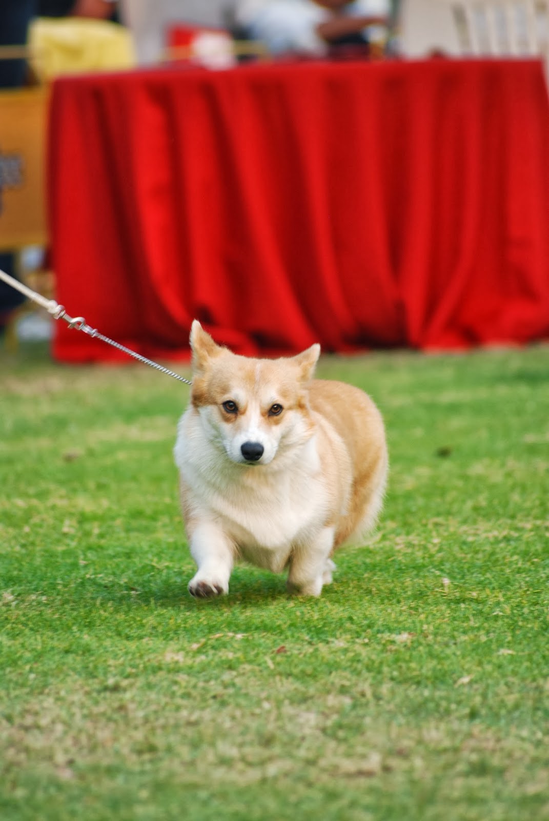 Pembroke Welsh Corgi Mexico: Welsh Corgi Pembroke Multi Campeona ...