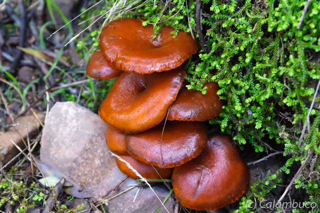 CALAMBUCO: Setas de Otoño en el Parque Nacional de Monfragüe