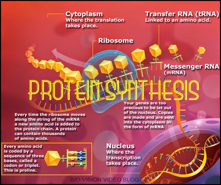 PROTEIN SYNTHESIS INTERACTIVE - 10th BIOLOGY