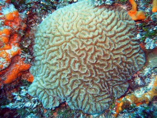 Filum Cnidaria - EDUBIO