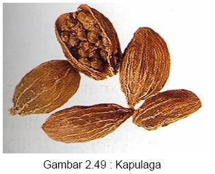 Inspirasi 21+ Gambar Kapulaga