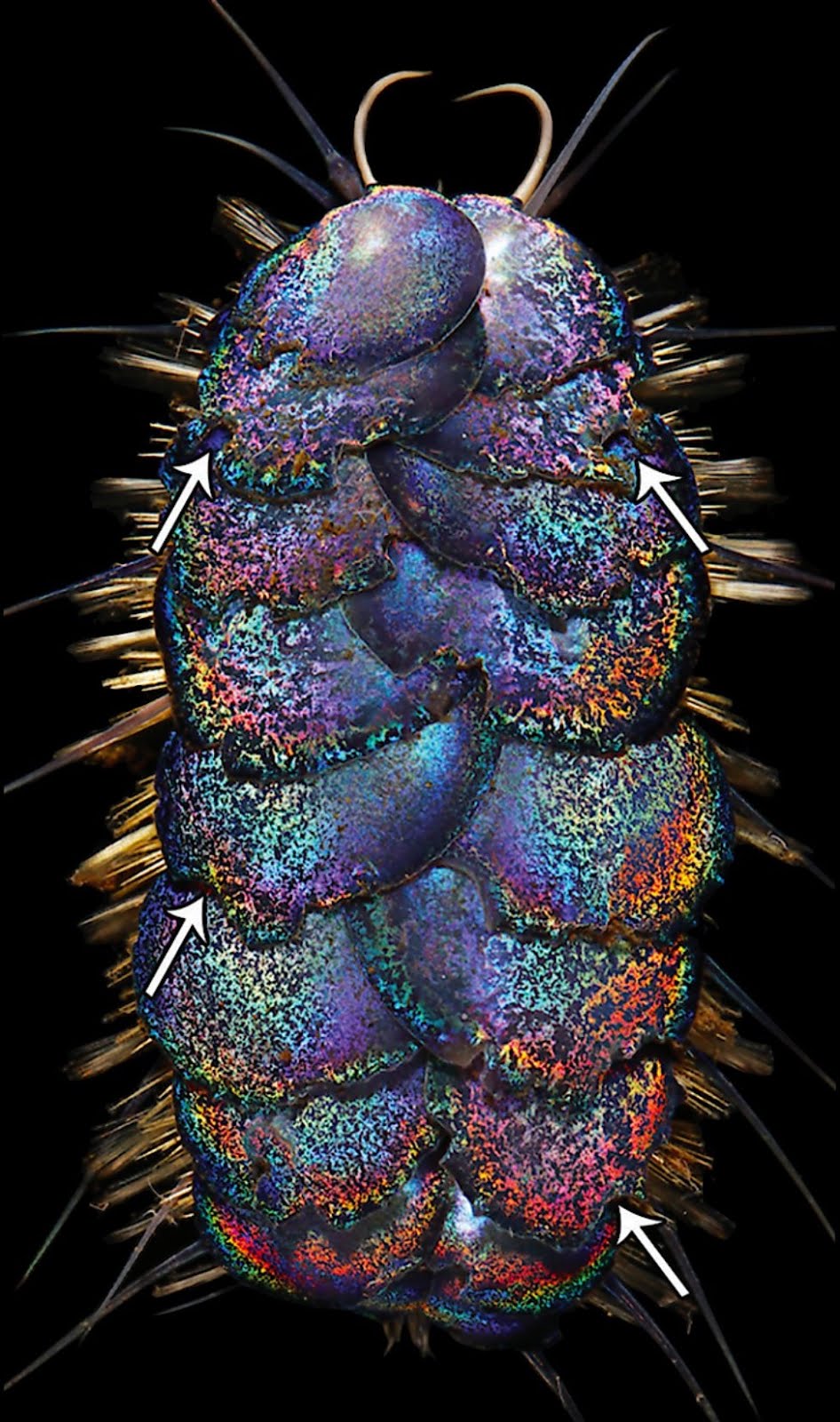 Species New to Science: [Invertebrate • 2020] Hungry Scale Worms ...