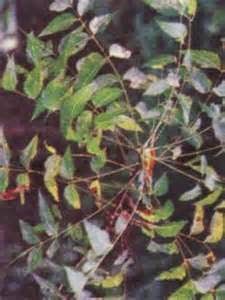 Gaya Hidup Sihat: Teras Pokok Mambu