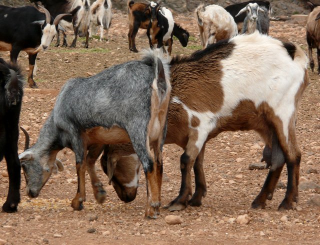 Aves en azul y verde: Razas autóctonas: cabras