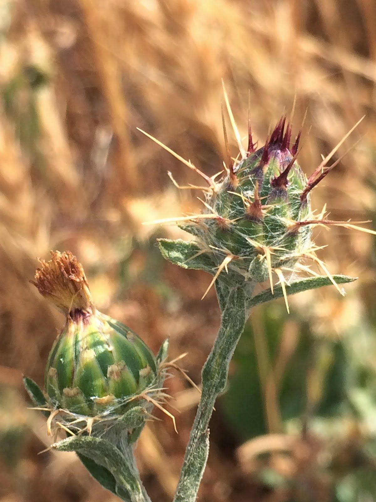 Wildwood Wildflowers