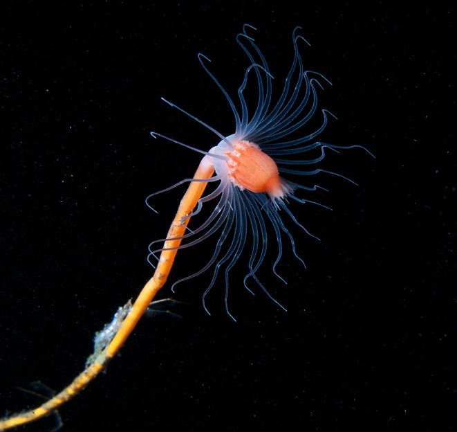 bensozia: Alexander Semenov's Underwater World