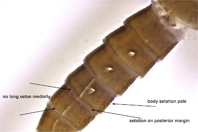 Aquatic Insects of Central Virginia: Chloroperlidae (Green Stonefly ...