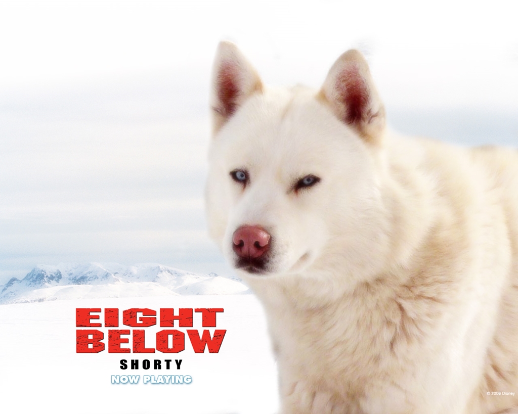 Eight Below Film