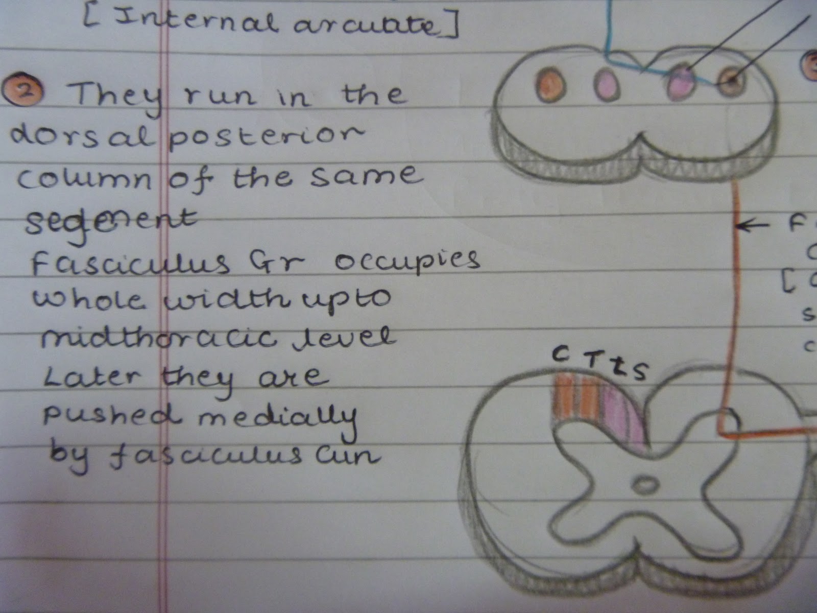 Medicowesome: Fasciculus gracilis and cuneatus