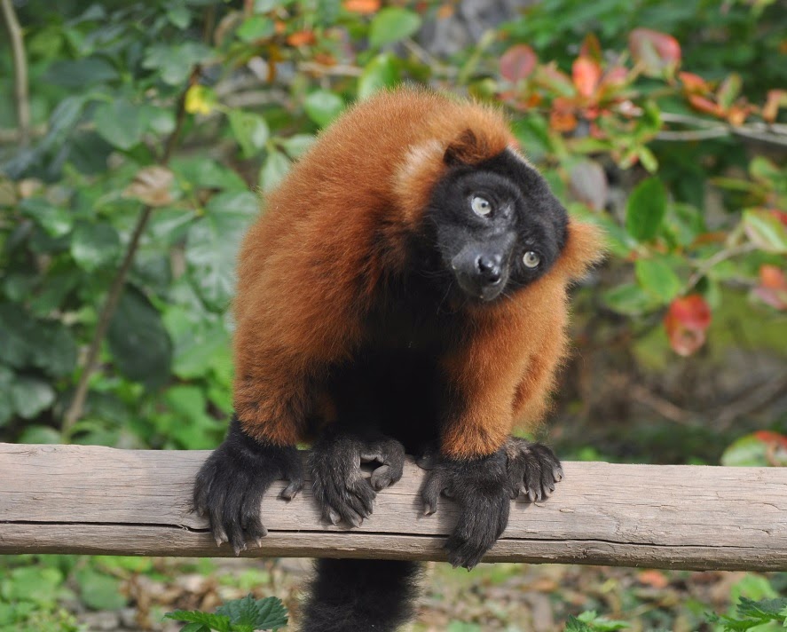 ZOOTOGRAFIANDO (6.100 ANIMALS): LÉMUR RUFO ROJO / RED RUFFED LEMUR ...