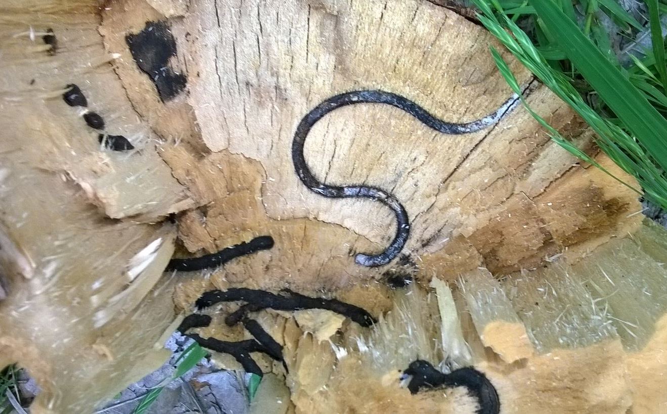 Región Cuyo Forestal: Taller de Megaplatypus sulcatus, “taladrillo de ...