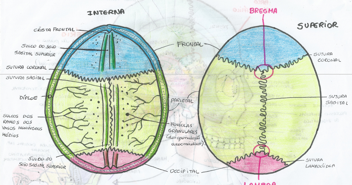 Rabiscos Infundados: Calvária (Vistas Interna e Superior)
