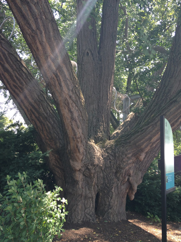 PHILLY TREES: THE SASQUATCH TREE
