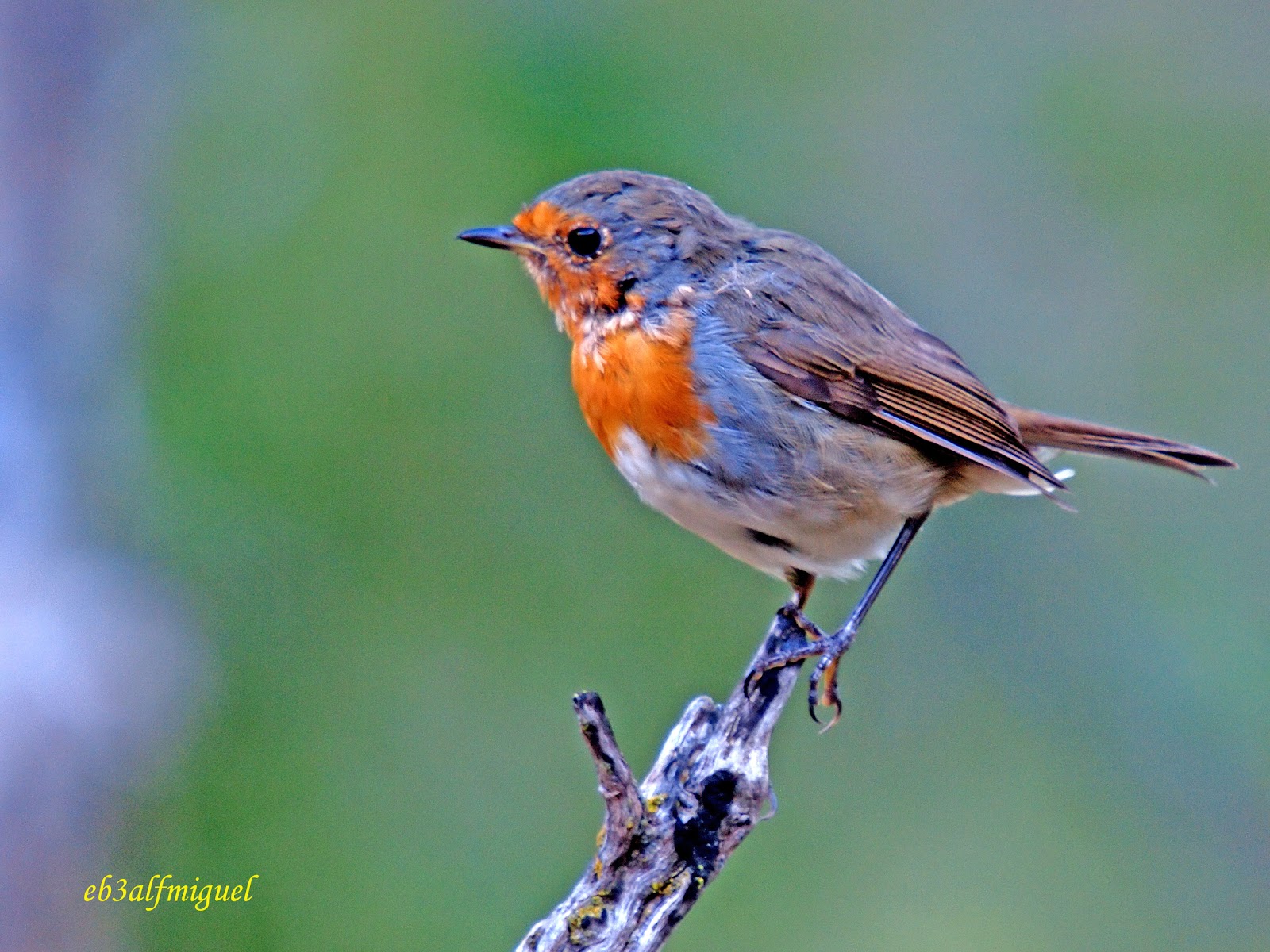 Miguel fotografia: Joven Petirrojo Entre dos Trajes