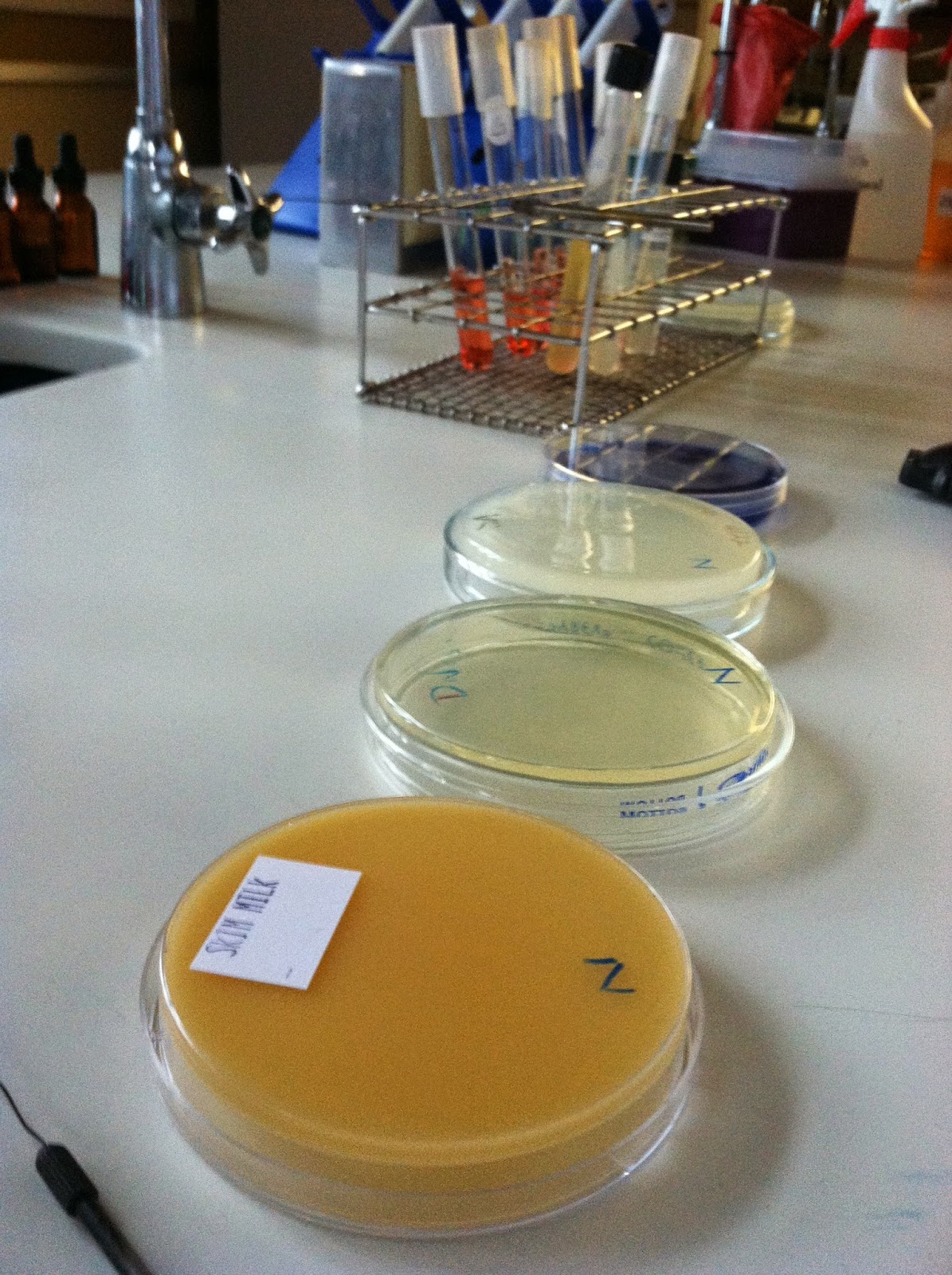 Lab Research for Mini Session Microbiology at Franciscan University ...