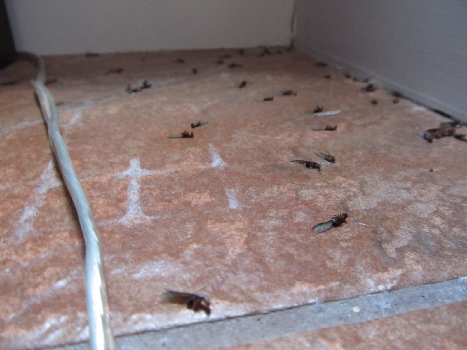 Arizona's Termite Expert: Western Drywood Termites Swarming in Phoenix
