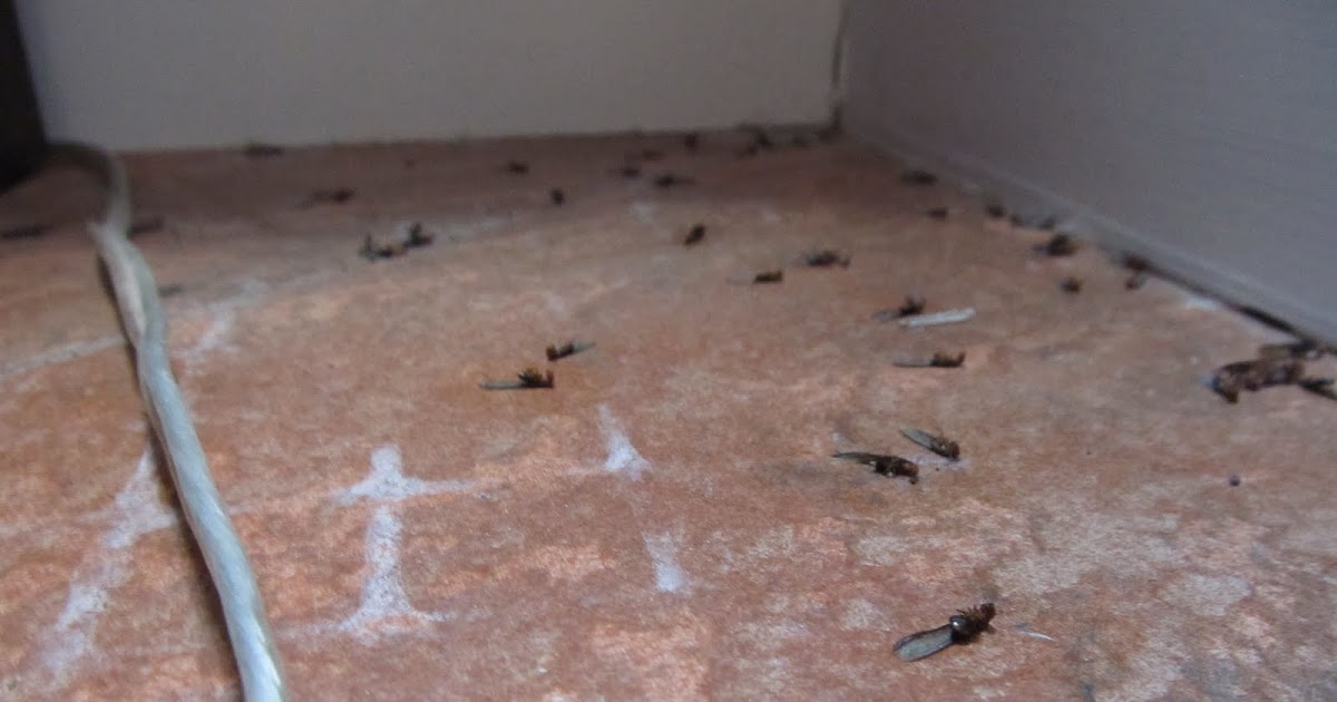 Arizona's Termite Expert: Western Drywood Termites Swarming in Phoenix
