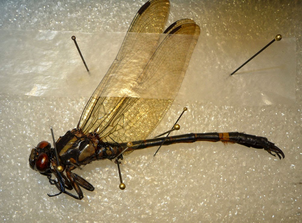 Vietnam Insect: How to access the male genitalia of a dragonfly specimen?