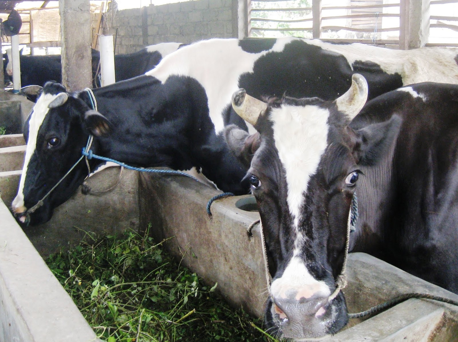 jombang city guide: Wisata Tur dan Edukasi ke Kampung Peternakan Sapi ...