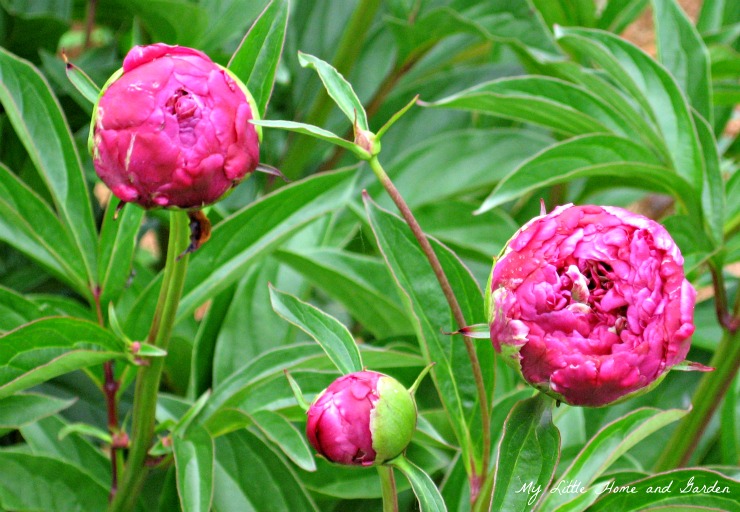 My Little Home and Garden: Deep Pink Peonies
