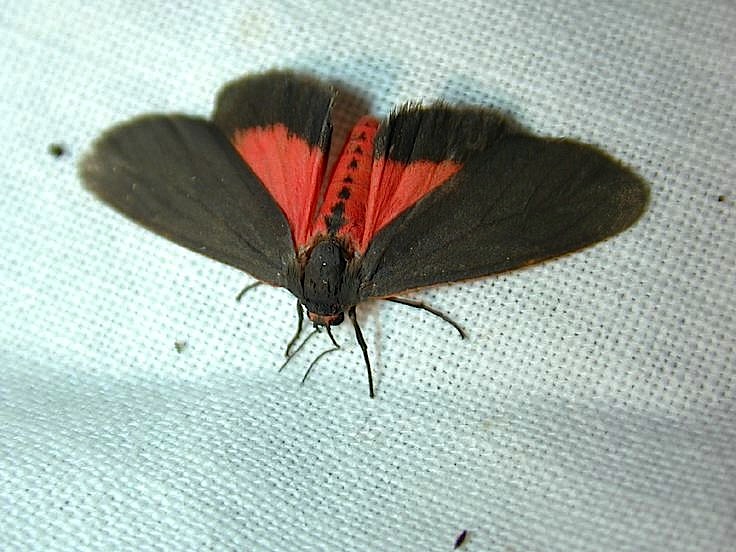 Field Biology in Southeastern Ohio: Noctuid Moths & Tiger Moths