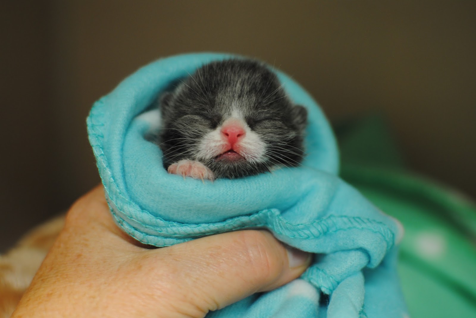 The Itty Bitty Kitty Committee: Here's Who Your Helping