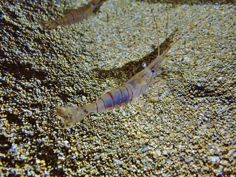 Biodiversity of Cyprus by NGO Protection of the Natural Heritage and ...