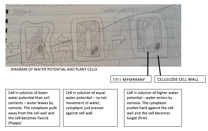 Biology GCSE Revision: 2.14 understand the importance in plants of ...