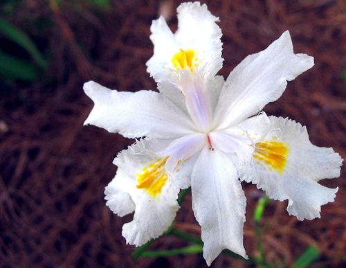 TIÊM TRẮNG HOA IRIS - HOA DIÊN VỸ | {H.M.B}