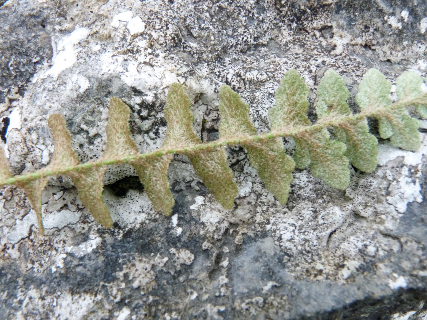Hutton Roof's Special Ferns and More: Asplenium ceterach (Rusty Back Fern)