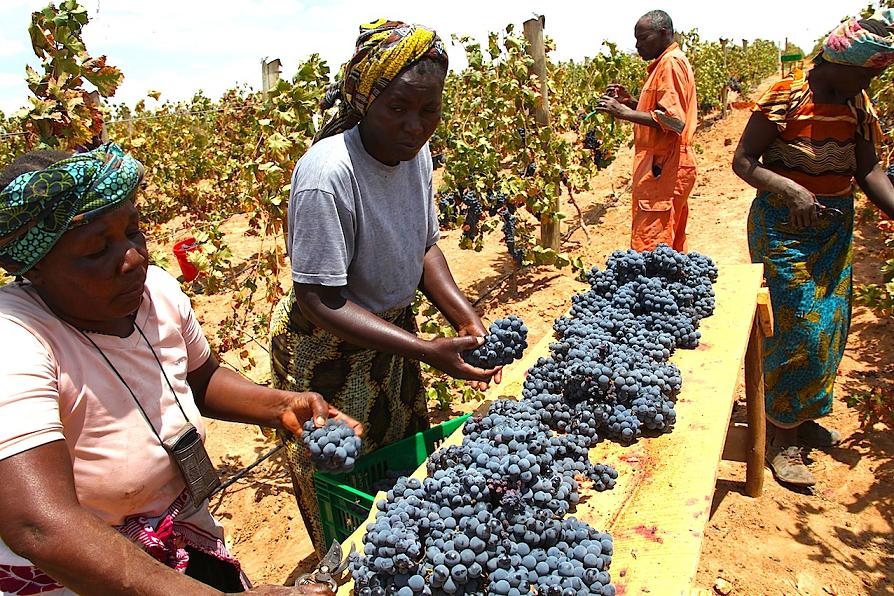 Burudan Mwanzo - Mwisho: MAVUNO MAKUBWA YA ZABIBU SHAMBANI KWA ' MTOTO ...