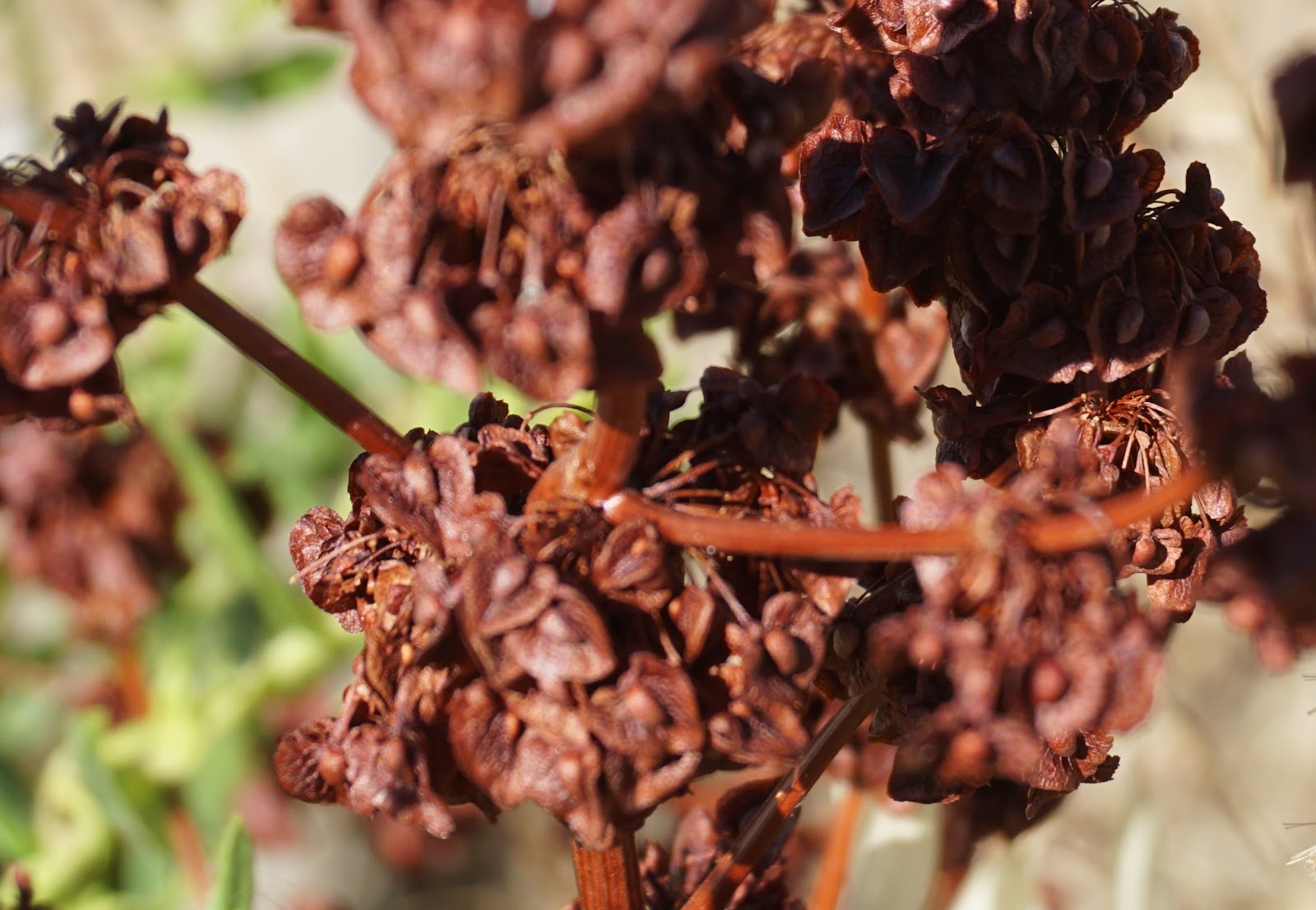 Plantas de Huerta Otea, Salamanca: Acedera común, vinagrera (Rumex acetosa)
