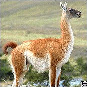 Guanaco ~ Animals Images