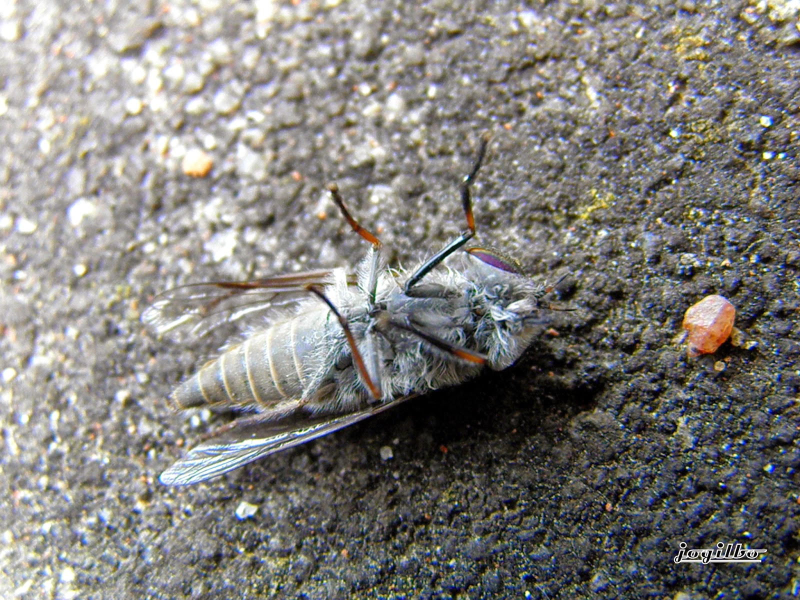 benquerer: Mosca-de-cavalo (mutuca, moscardo ou tavão)