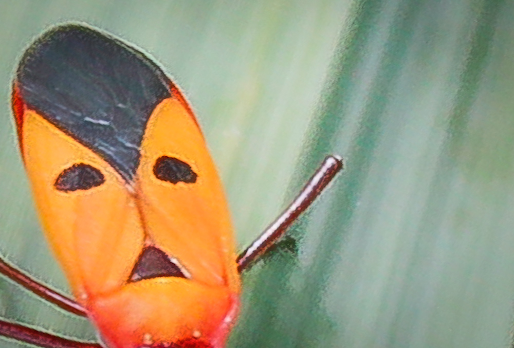 PENEROKA ALAM: Masked Beetle