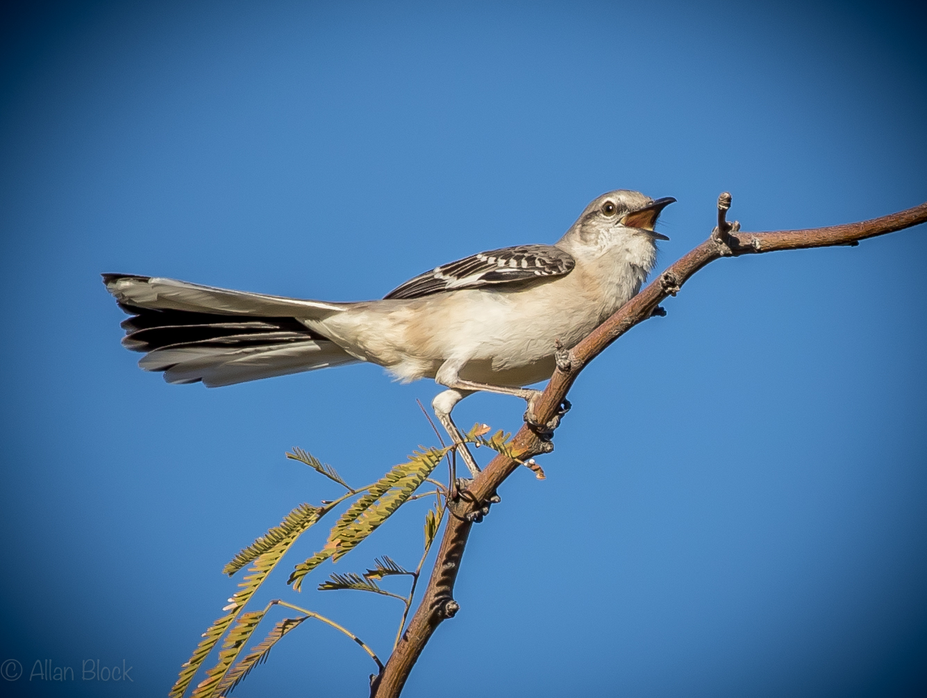 Feather Tailed Stories: Northern Mockingbird