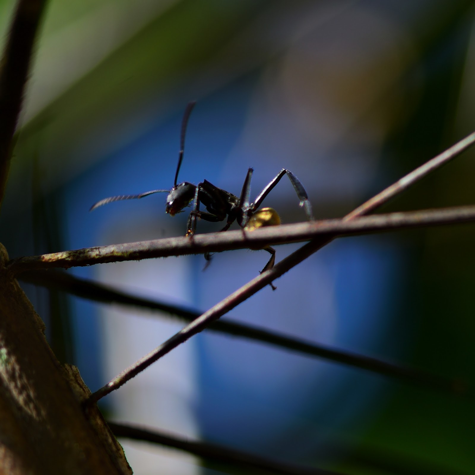 Golden Carpenter Ant