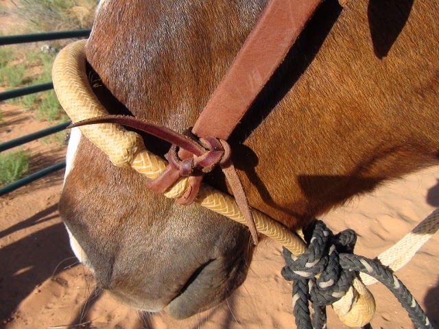 Functional Horsemanship: Bosals and Hackamores, What's the Difference?