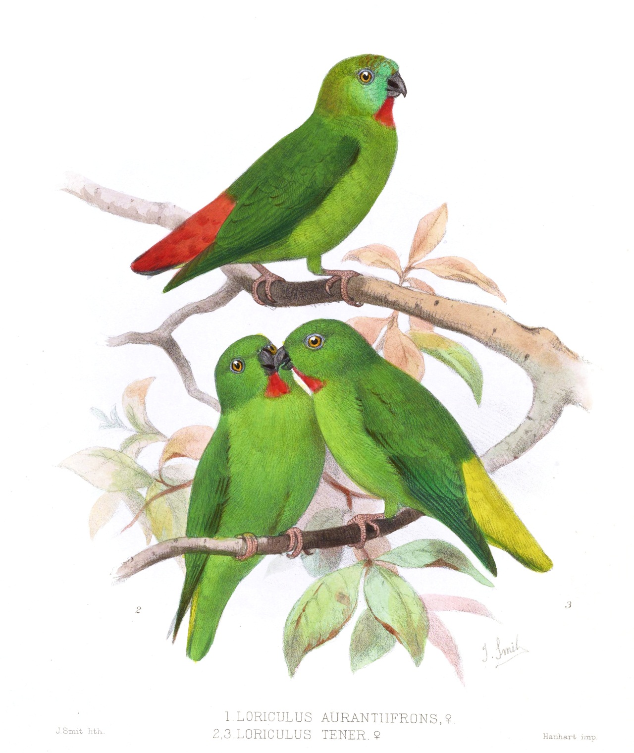 Species New to Science: [Ornithology • 2012] A Revised Nomenclature and ...