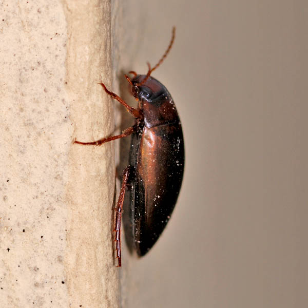 Variety of Life: Copelatinae