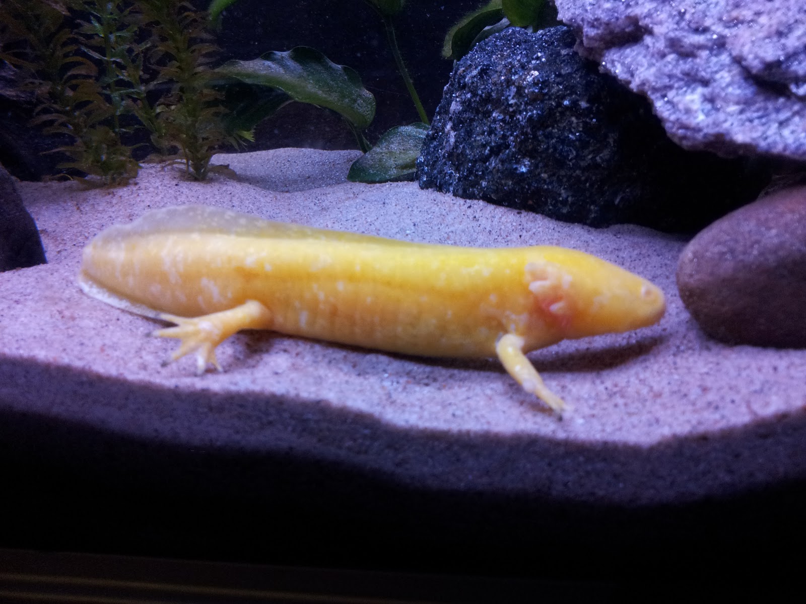 Anna´s Akvarie : Våra Axeloter :)