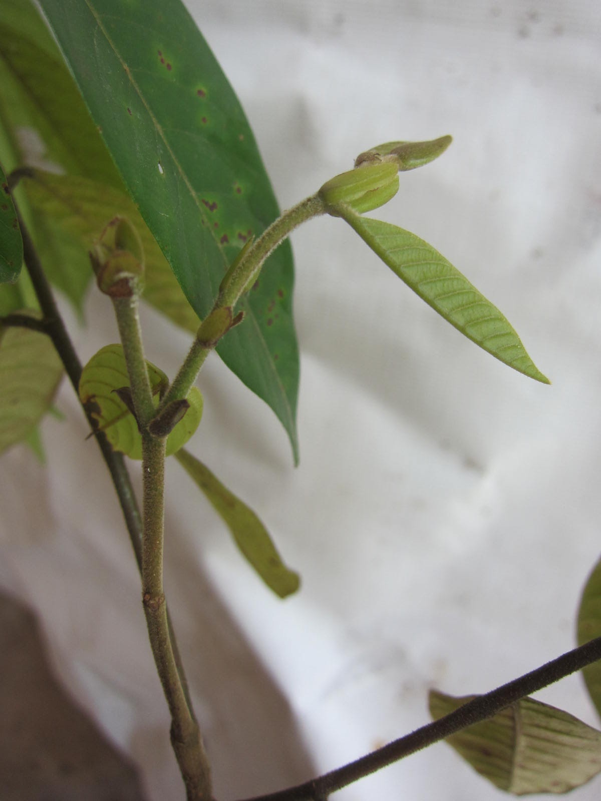 Dari Hutan ke Bandar...: KENALI BENIH MERANTI @ 2