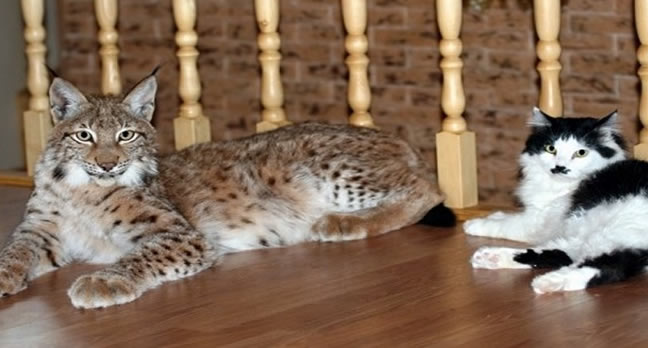 LEYENDAS, MASCOTAS Y ALGO MAS: LINCE ES ADOPTADO COMO MASCOTA POR UNA ...