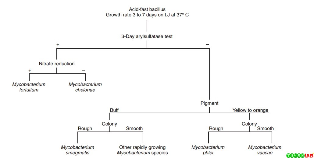 [Microbiology] Atlas of Mycobacterium tuberculosis and Other ...