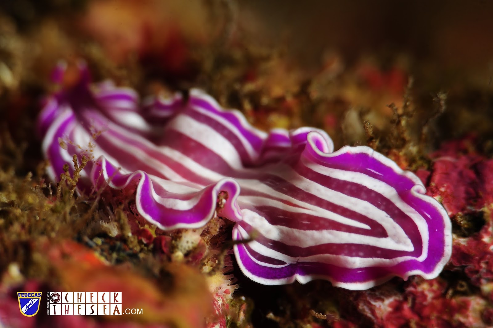 Check the Sea. Web de buceo y fotografía submarina de las Islas ...